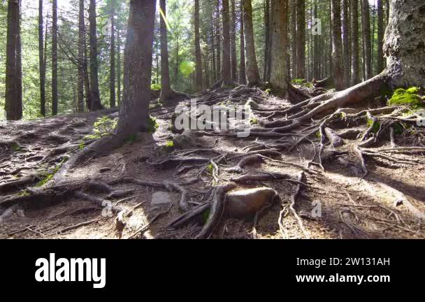 Tree Roots in a Magic Pine Forest on the Hillside Stock Video Footage ...