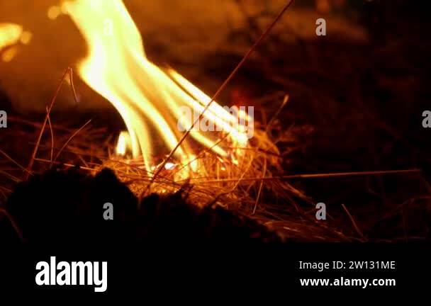 Forest fire. Fire destroys trees and forest animals. Fires in the ...