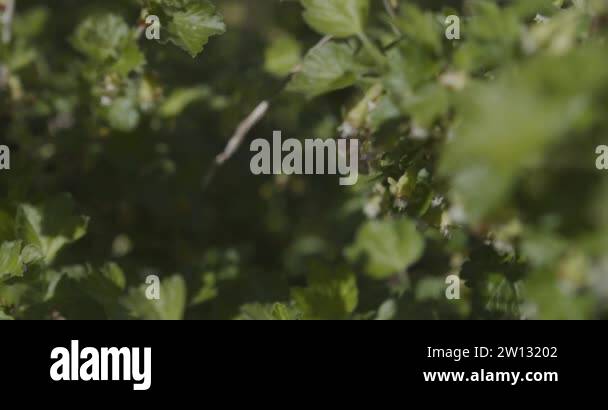 Honey bee flying around flowers Stock Videos & Footage - HD and 4K ...