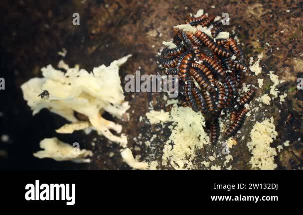 video of larvas, Swarm of beetle larvae eating fungus in rainforest ...