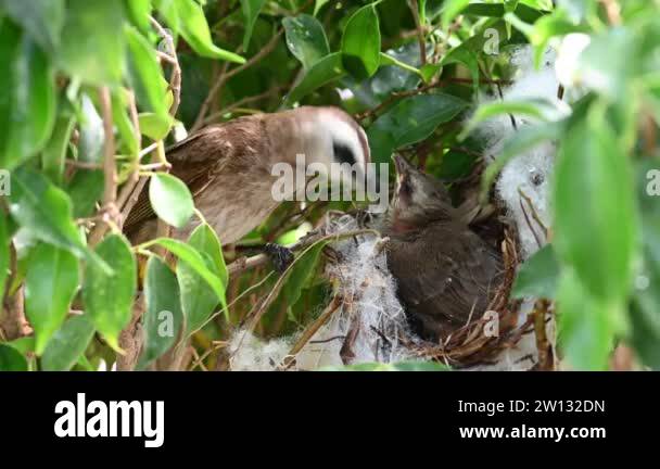 10 day old new born of baby birds in a nest of yellow-vented bulbul ...