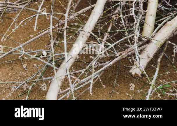 Chopped tree branches Stock Videos & Footage - HD and 4K Video Clips ...