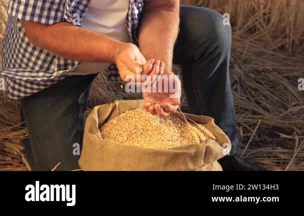 Farmer hands pour wheat grains in a bag with ears. Harvesting cereals ...