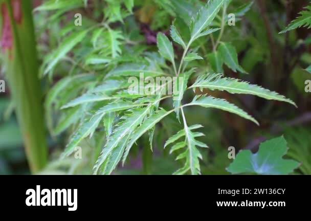 Plants compound leaves Stock Videos & Footage - HD and 4K Video Clips ...
