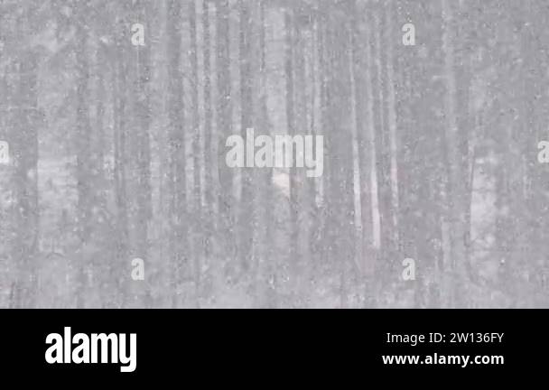 Heavy snowfall in a pine forest. A lot of heavy snow falls on the ...