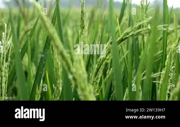 Paddy field videos background in summer. Beautiful Green Leaves over ...