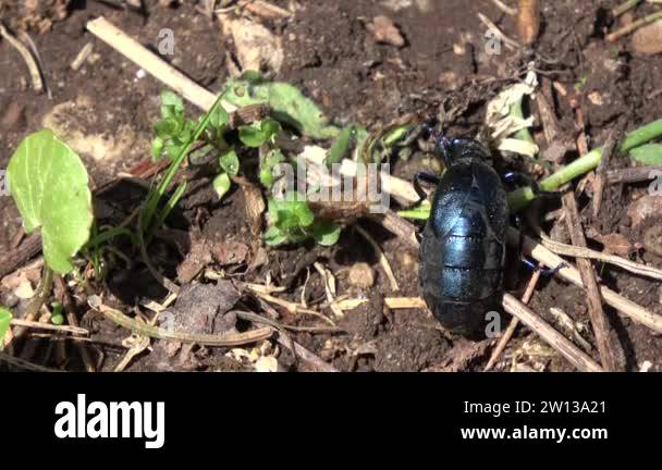 Insect eating plant Stock Videos & Footage - HD and 4K Video Clips - Alamy