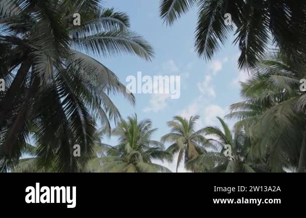 sunny day in the jungle. A tropical forest. Bottom view on the crowns ...