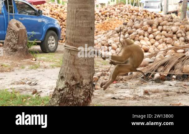 Cute monkey worker rest from coconut harvest collecting. The use of ...