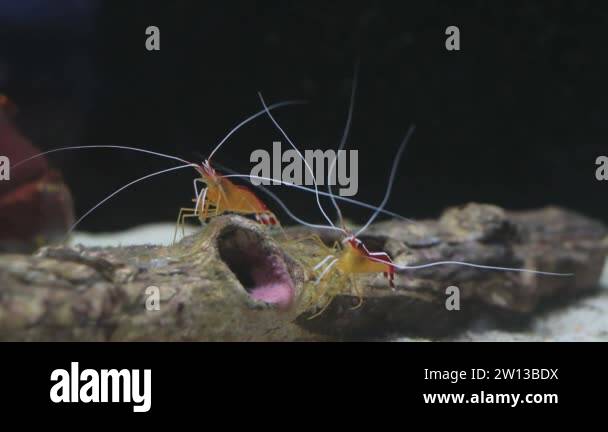 Crustaceans in aquarium Stock Videos & Footage - HD and 4K Video Clips ...