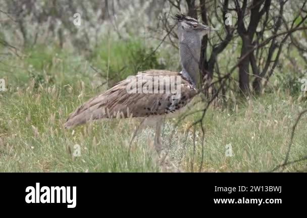 Largest game bird Stock Videos & Footage - HD and 4K Video Clips - Alamy