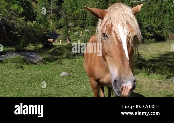Close up of an Avelignese horse (Haflinger) with the typical white mane ...