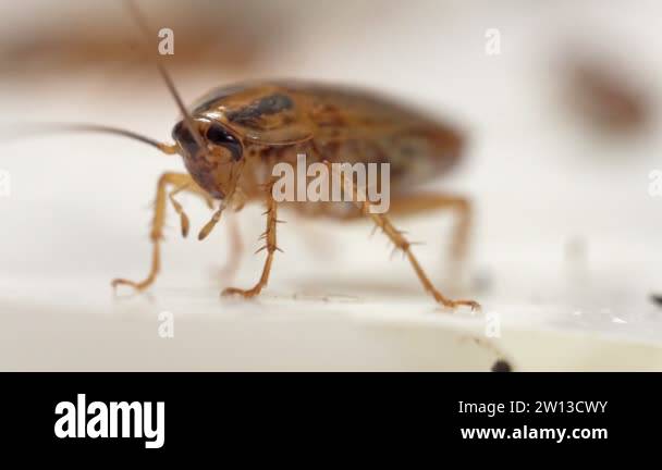 Red cockroach standing and wiggling its whiskers front view macro shot ...
