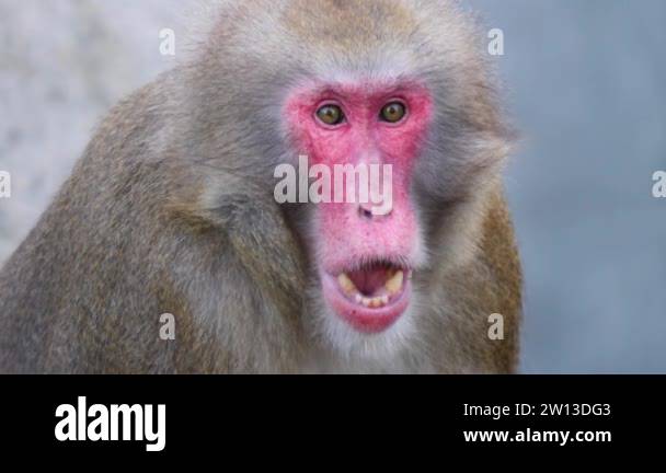 Macaque funny face Stock Videos & Footage - HD and 4K Video Clips - Alamy