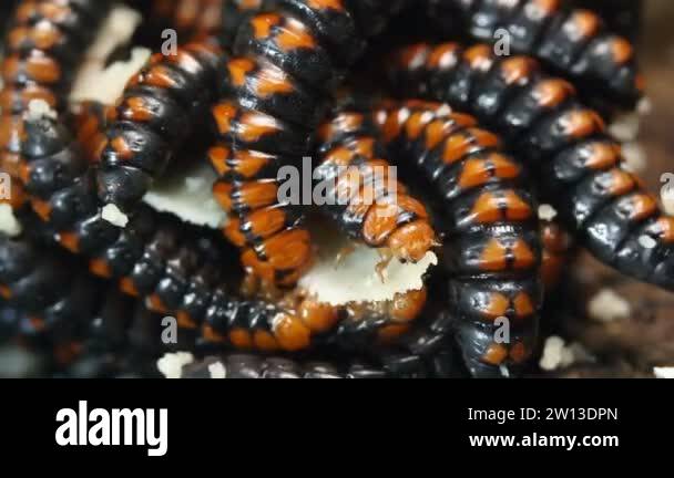 video of larvas, Swarm of beetle larvae eating fungus in rainforest ...