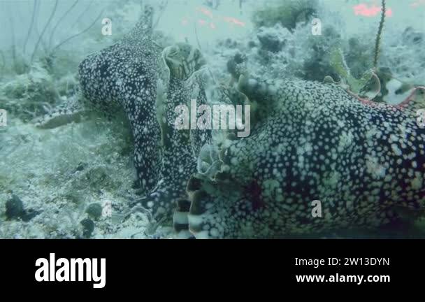 Spanish Dancer Nudibranchs Or Sea Slugs In Philippines Underwater ...