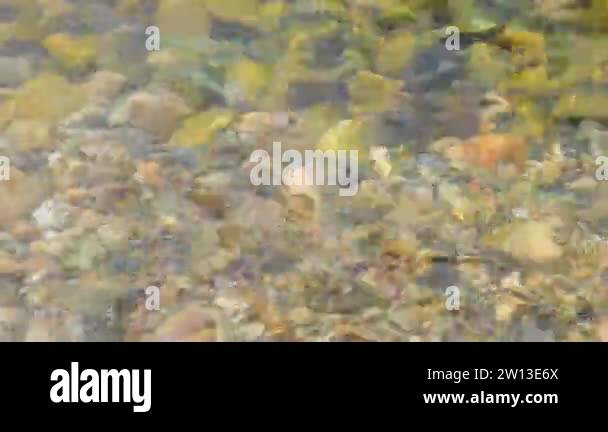 On the surface of clear water, ripples from the wind. Under the water ...