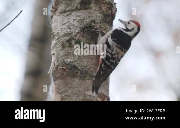 Major birch Stock Videos & Footage - HD and 4K Video Clips - Alamy