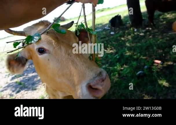 Portrait of a cow in the pasture. Animal head close up. Flies sit on ...