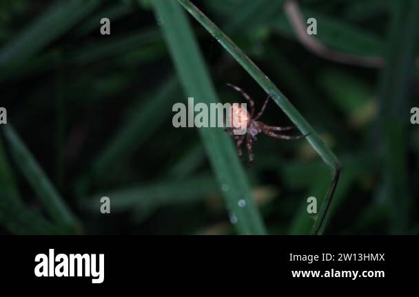 Morning dew, silence, peace, bliss.The spider spread out the morning ...