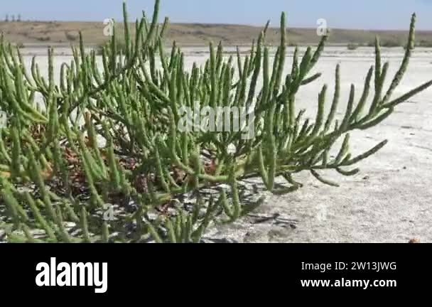 Salicornia europaea, known as common glasswort or just glasswort, is a ...