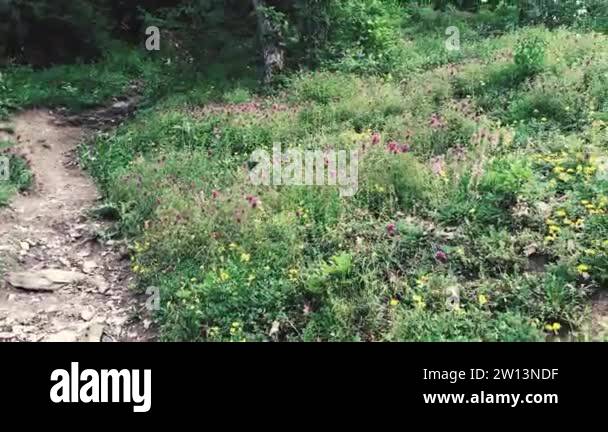 Altitude plants Stock Videos & Footage - HD and 4K Video Clips - Alamy
