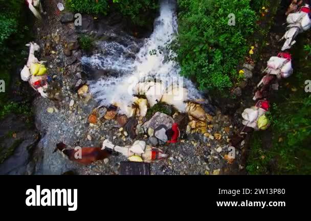 Donkey pack animal carrying Stock Videos & Footage - HD and 4K Video ...