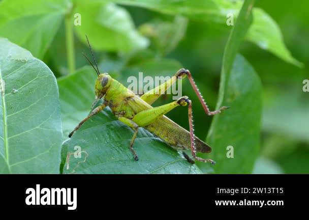 A big green grasshopper sitting on a leaf while cutting the plant in ...
