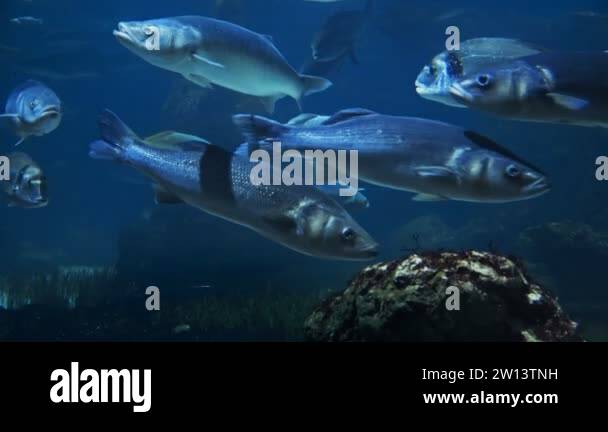 Beautiful fish oceanarium, deep underwater world panoramic view ...
