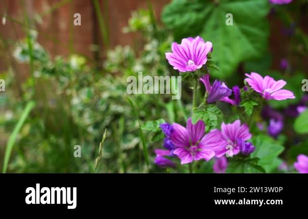 Common mallow malva sylvestris flowers Stock Videos & Footage - HD and ...