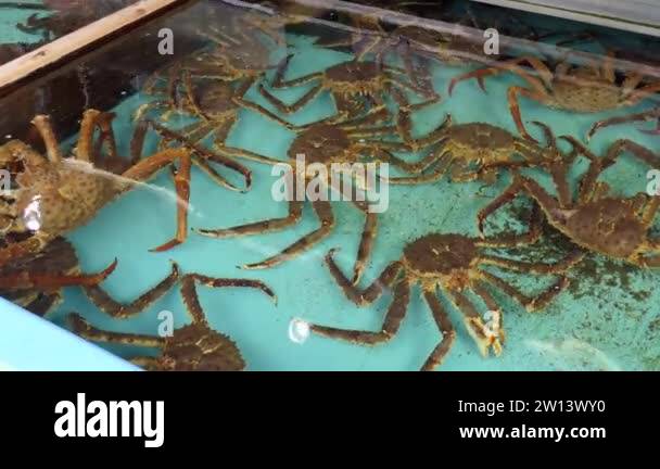 King crab for sale in shop at Hakodate Asaichi (Morning Market) in Hakodate, Hokkaido, Japan ...
