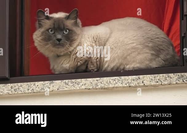 Sacred birman cat Stock Videos & Footage - HD and 4K Video Clips - Alamy
