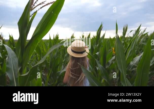 Beautiful little girl in straw hat running through corn field, turning ...