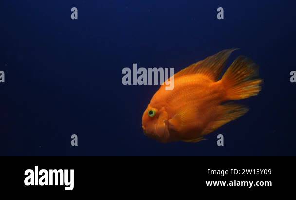 Midas Cichlid, amphilophus citrinellus, Fish swimming in a Freshwater Aquarium, Slow Motion 4K ...