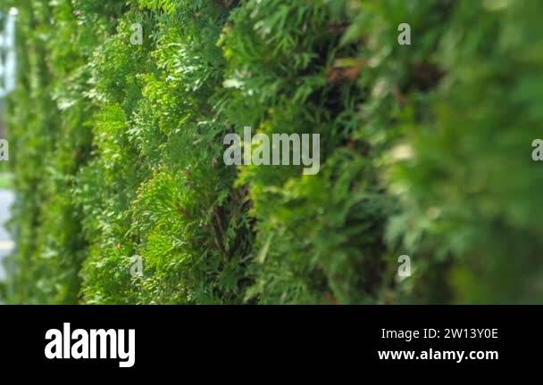 Hedge art Stock Videos & Footage - HD and 4K Video Clips - Alamy