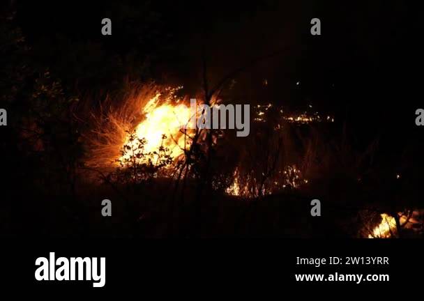 Forest fire. Fire destroys trees and forest animals. Fires in the ...