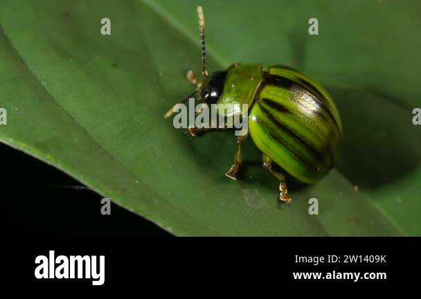 Green bug in nature Stock Videos & Footage - HD and 4K Video Clips - Alamy