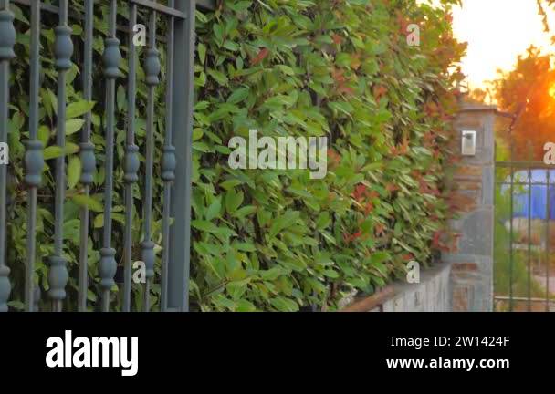 Forged gates closing, opening with green leaves of bush, shrub on ...