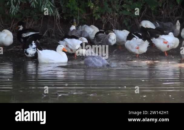 Greylag goose hybrid in Stock Videos & Footage - HD and 4K Video Clips ...