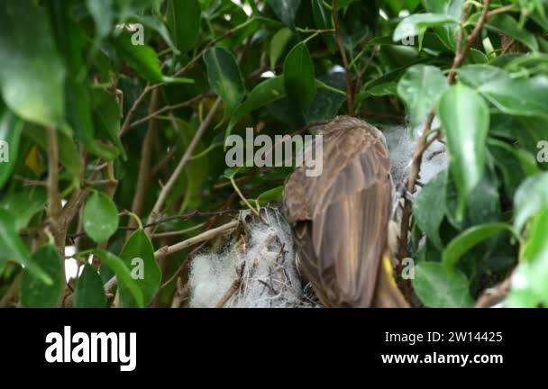 7 day old new born of baby birds in a nest of yellow-vented bulbul ...