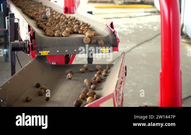 potato sorting process. automated potato cleaning from dirt and soil ...