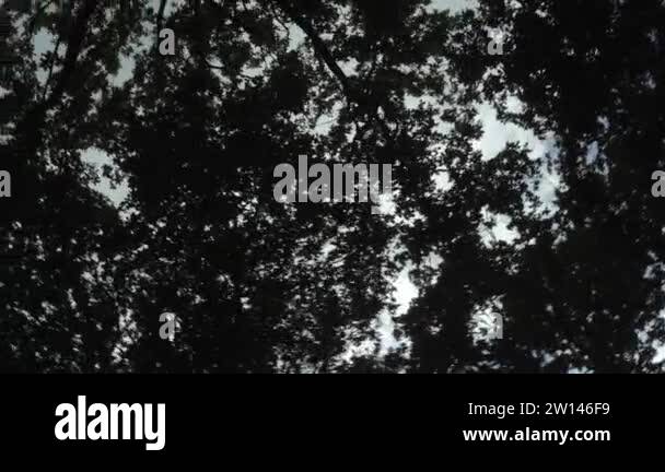 A dark and windy forest turn into a cyclone through the fast turning ...