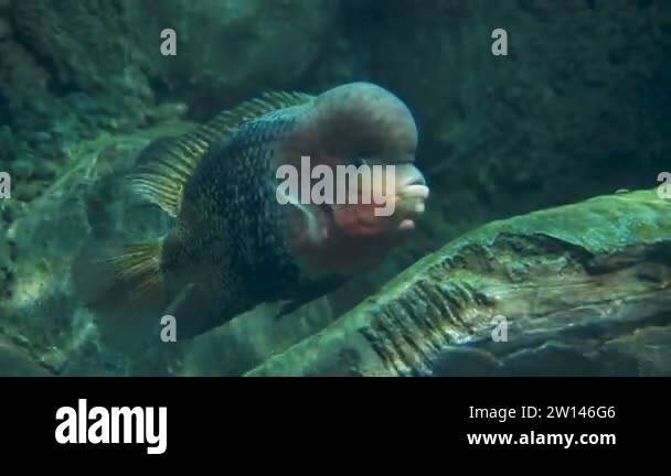 Hiding fish in tank Stock Videos & Footage - HD and 4K Video Clips - Alamy