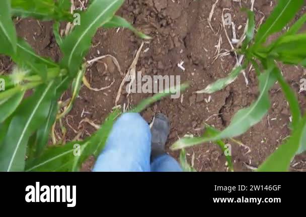 Point of view male feet in boots stepping through the corn stalks on ...