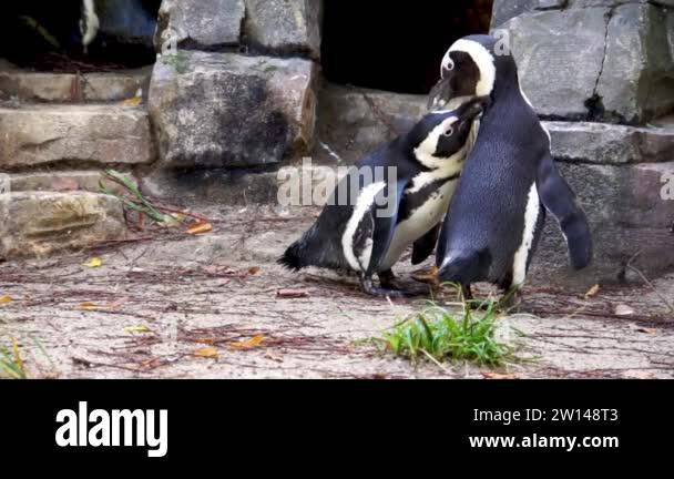 african penguin couple preening each other, intimate and social bird ...