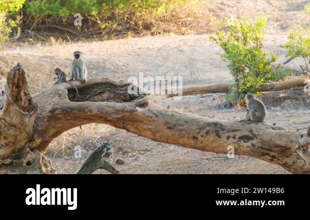 Playful Velvet Monkeys in their Natural African Habitat with Young Ones ...