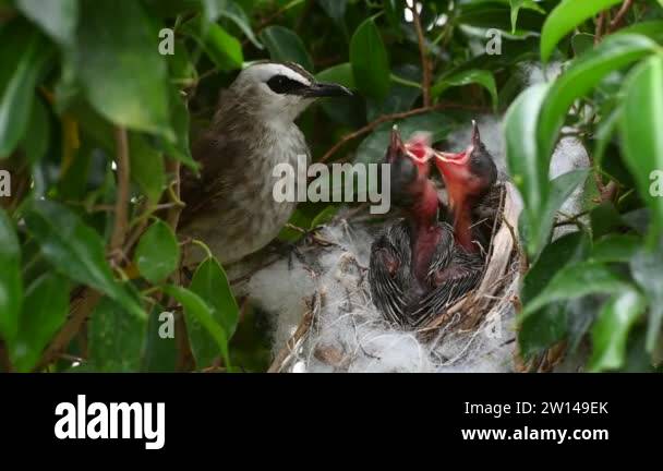 6 day old new born of baby birds in a nest of yellow-vented bulbul ...