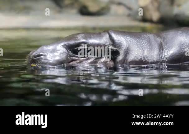 Hippo conservation in zoo Stock Videos & Footage - HD and 4K Video ...