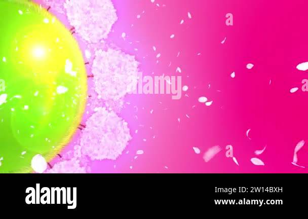 Cherry trees in full bloom on the hill. Cherry blossom circle ...