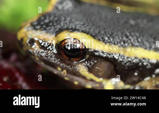 Ant nest frog Stock Videos & Footage - HD and 4K Video Clips - Alamy